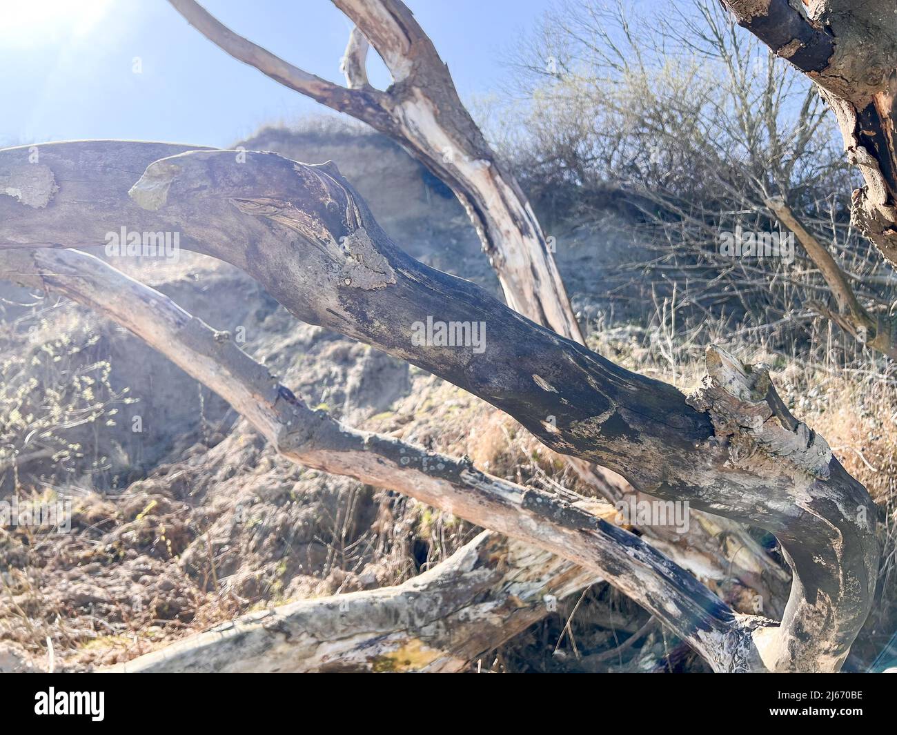 Close up photo of dry beautiful texture of old tree Stock Photo - Alamy
