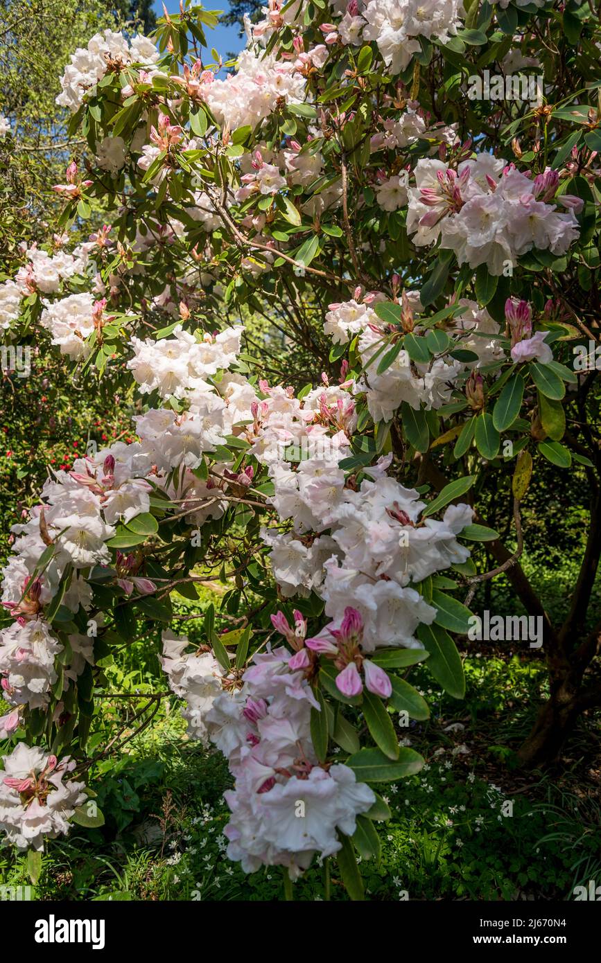 Rhododendron loderi group hi-res stock photography and images - Alamy