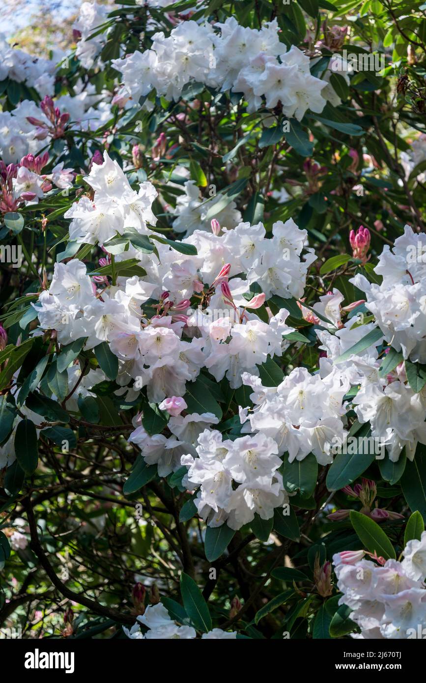 Rhododendron Loderi Group Stock Photo - Alamy