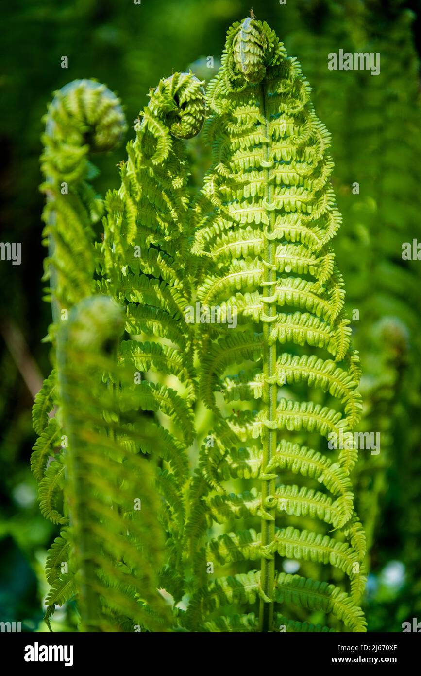 Various fern fronds hi-res stock photography and images - Alamy