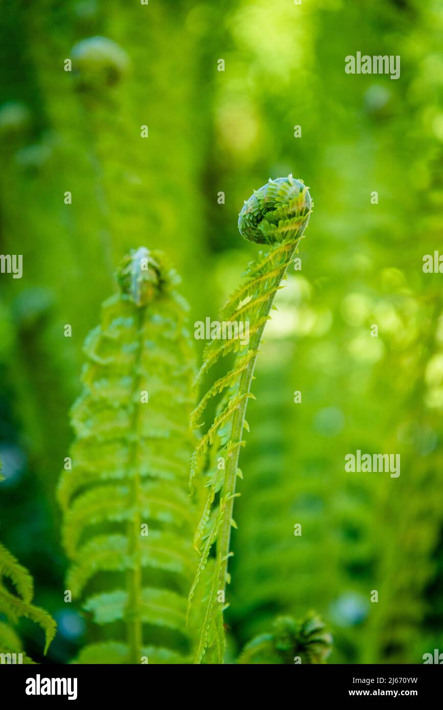Various fern leaves hi-res stock photography and images - Alamy