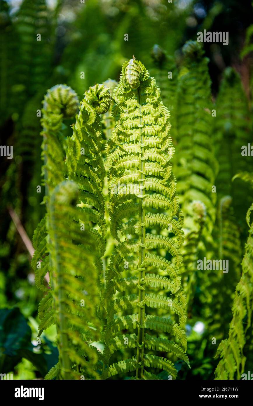 Various fern fronds hi-res stock photography and images - Alamy