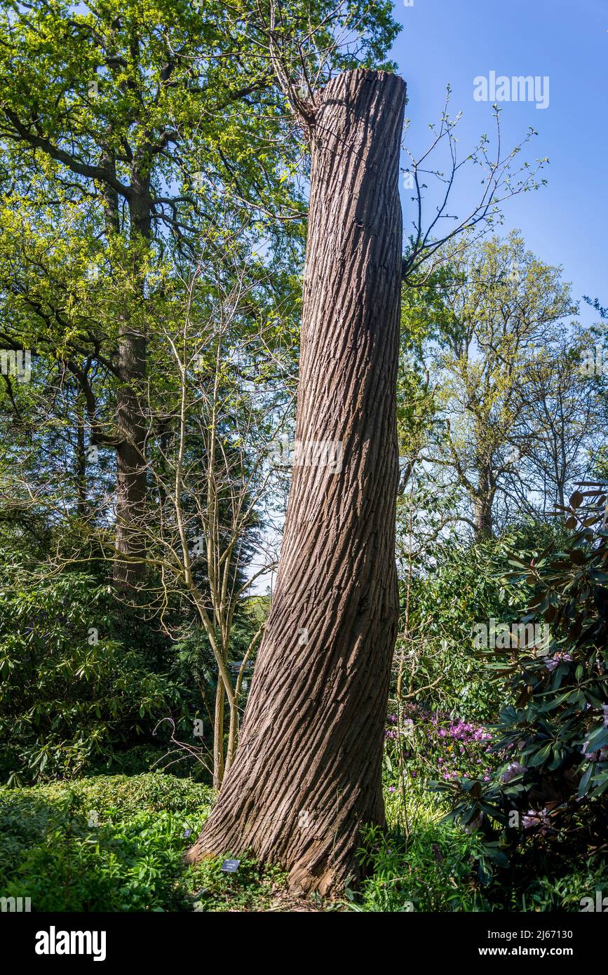 Chestnut trunk hi-res stock photography and images - Alamy