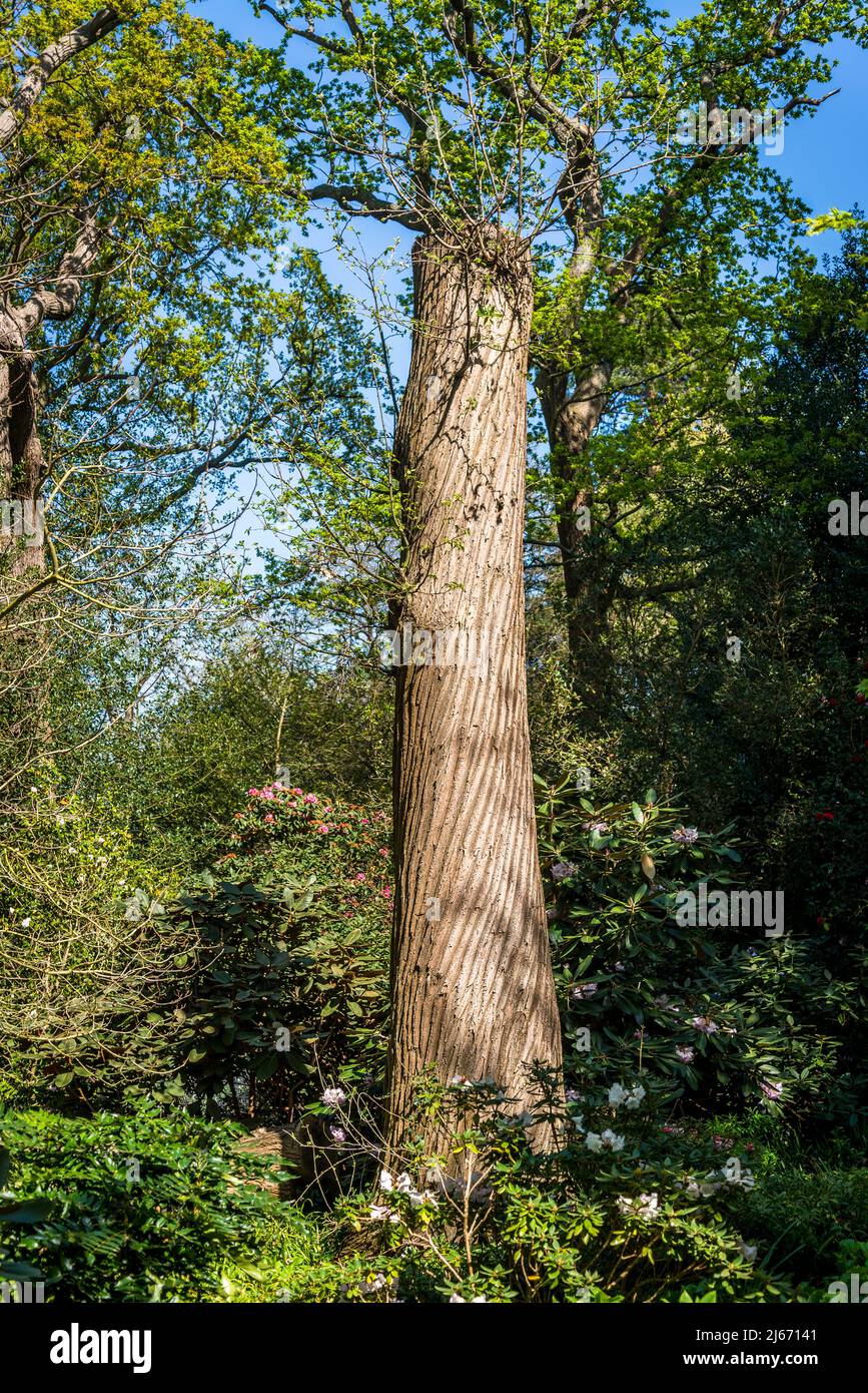 Sweet chestnut trunk, Castanea sativa Stock Photo - Alamy