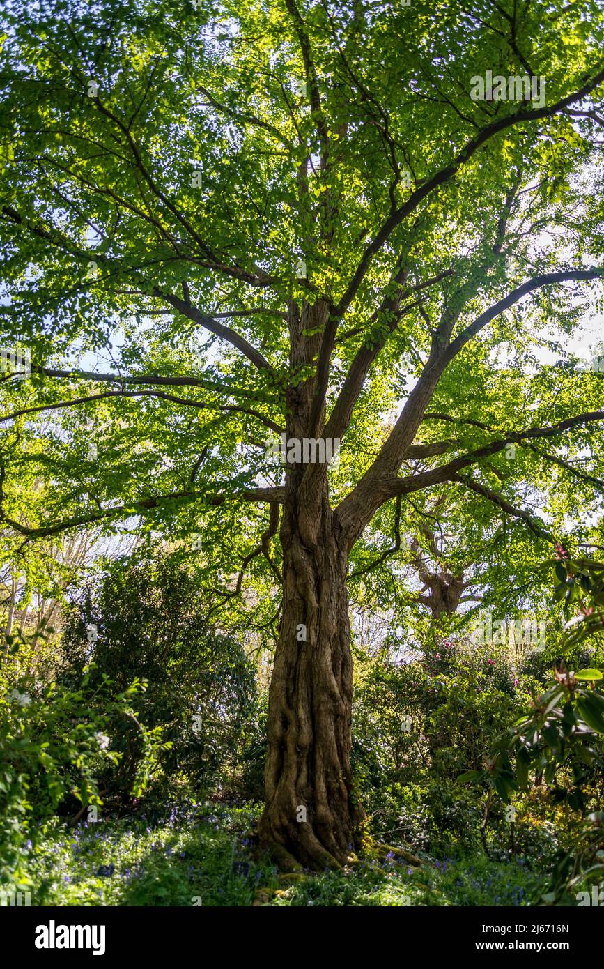 Katsura tree garden hi-res stock photography and images - Alamy