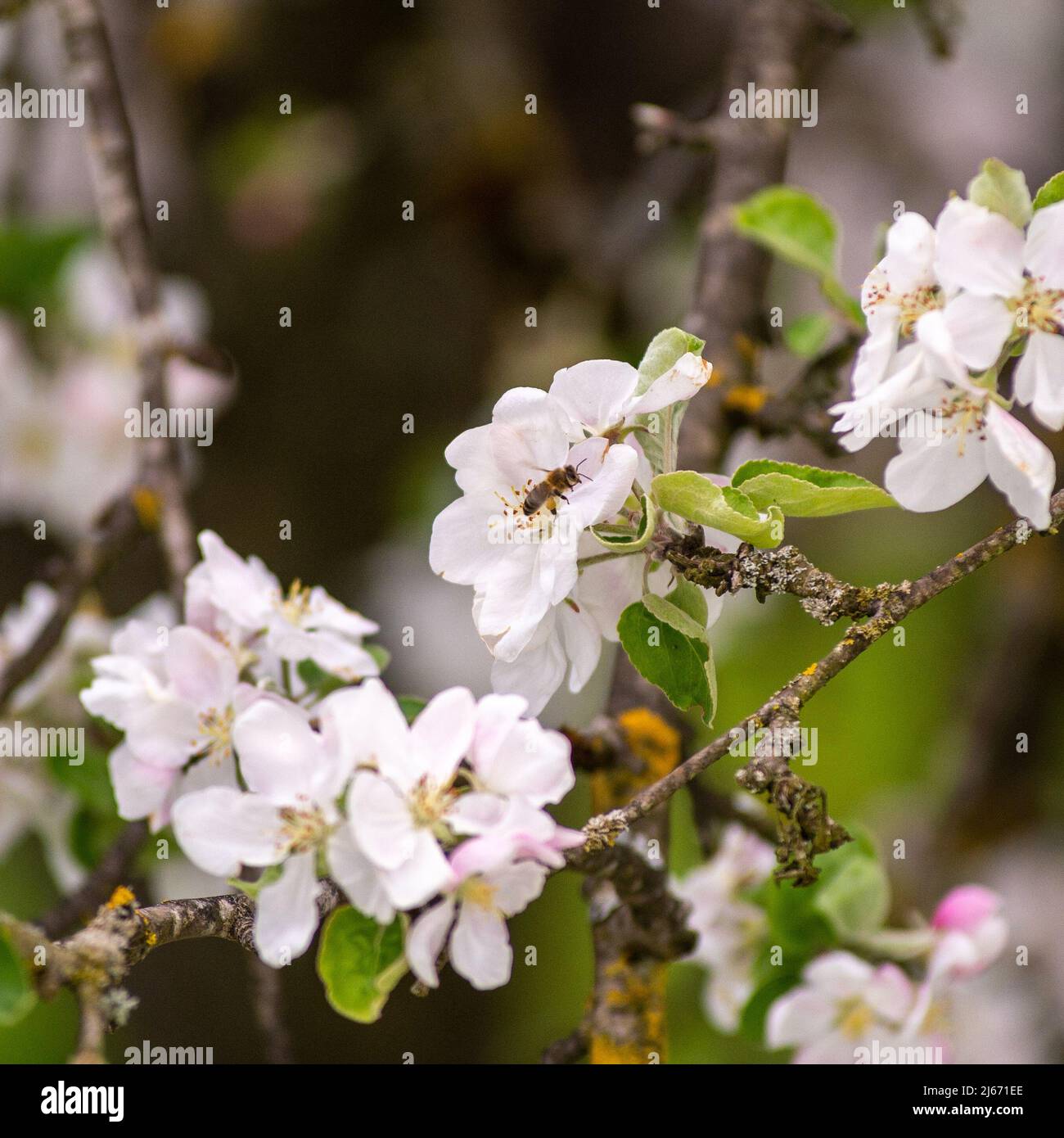 A Honey bee gathers pollen inside an apple blossom Stock Photo - Alamy