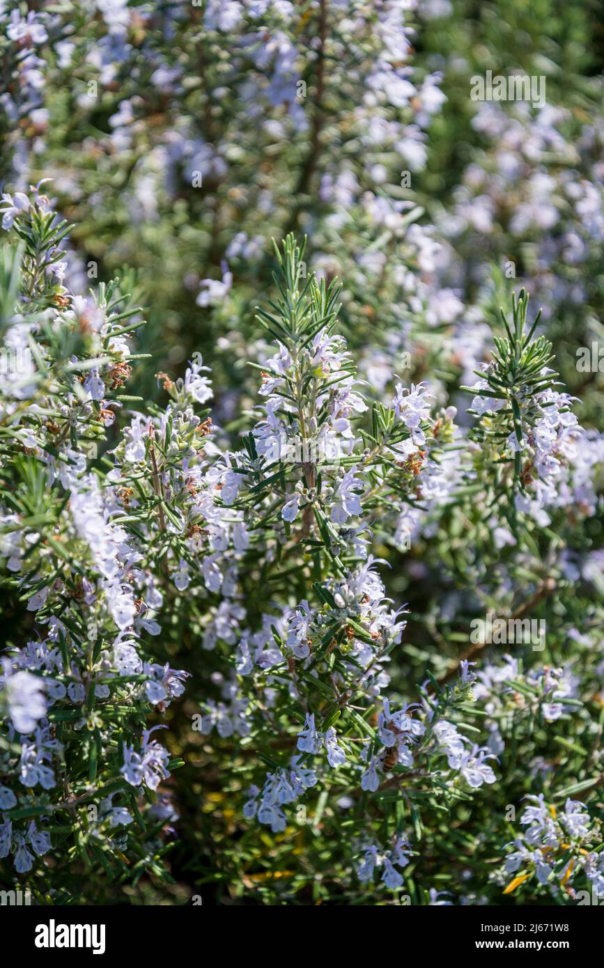 Salvia rosmarinus 'Arp', rosemary Stock Photo - Alamy