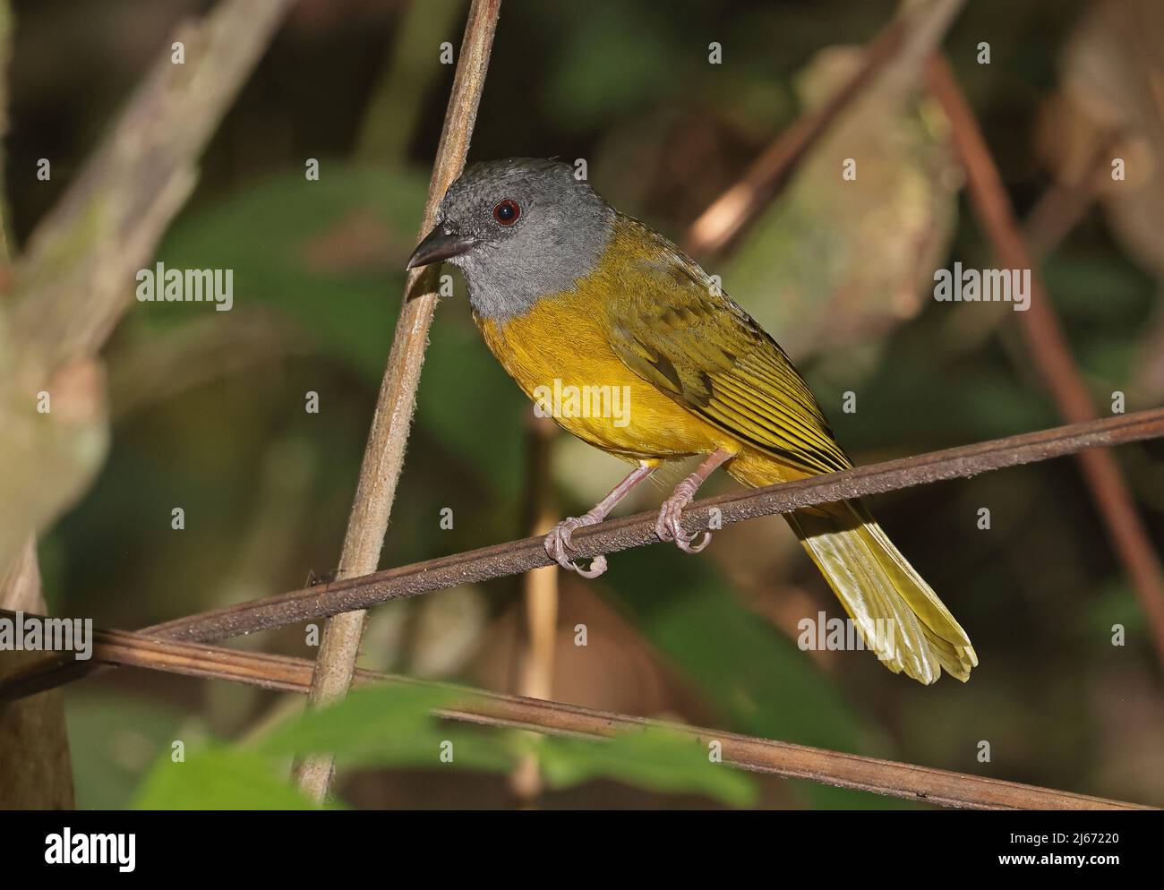 Grey-headed Tanager (Eucometis penicillata stictothorax) adult perched ...
