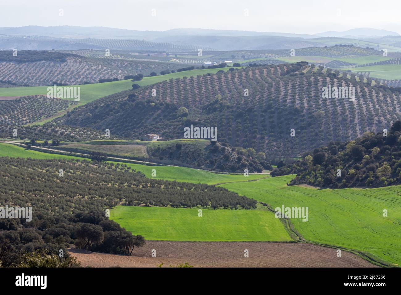 View of large extensions of olive cultivation between hills and ...