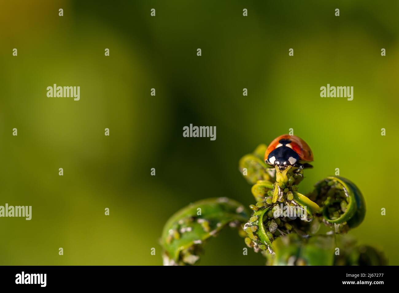 Ladybug aphids hi-res stock photography and images - Alamy