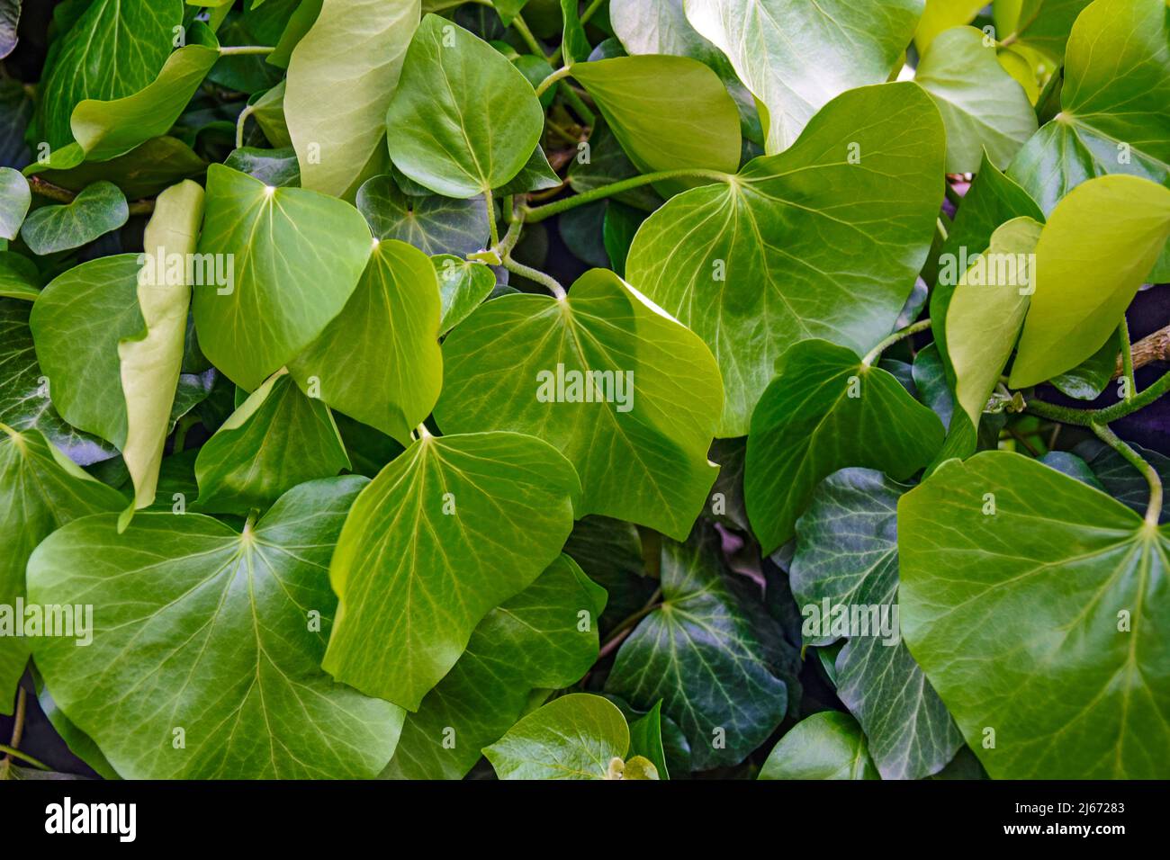 Natural green leaf pattern close-up, selective focus. The foliage of ...
