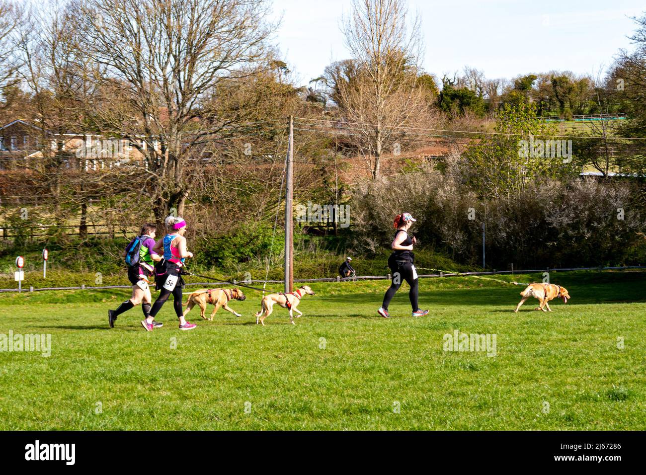 Canicross (running with dogs) competitors participating in the Findon ...