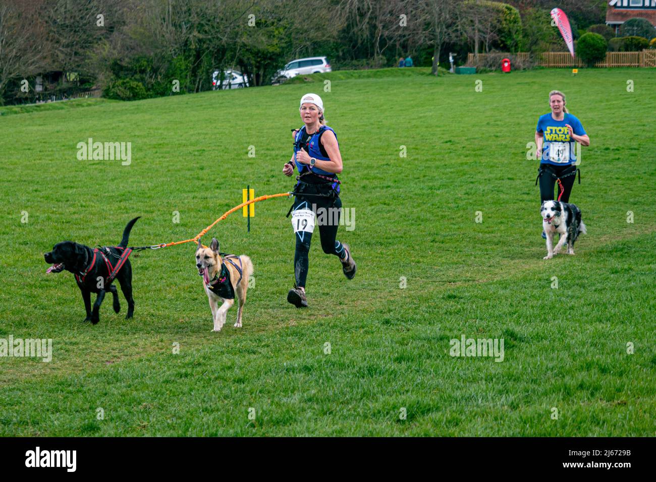 Canicross (running with dogs) competitors participating in the Findon ...