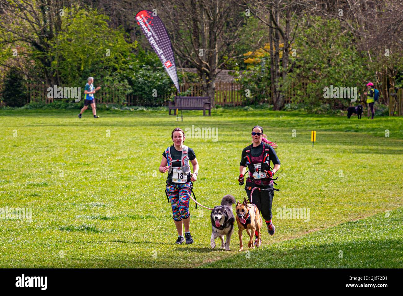 Canicross (running with dogs) competitors participating in the Findon ...