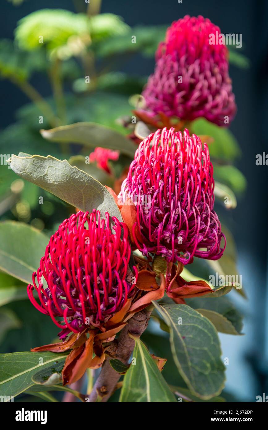 Shady lady hi-res stock photography and images - Alamy