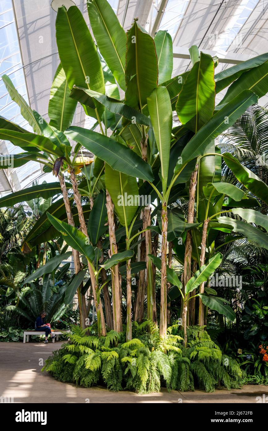 Surrey banana plant hi-res stock photography and images - Alamy