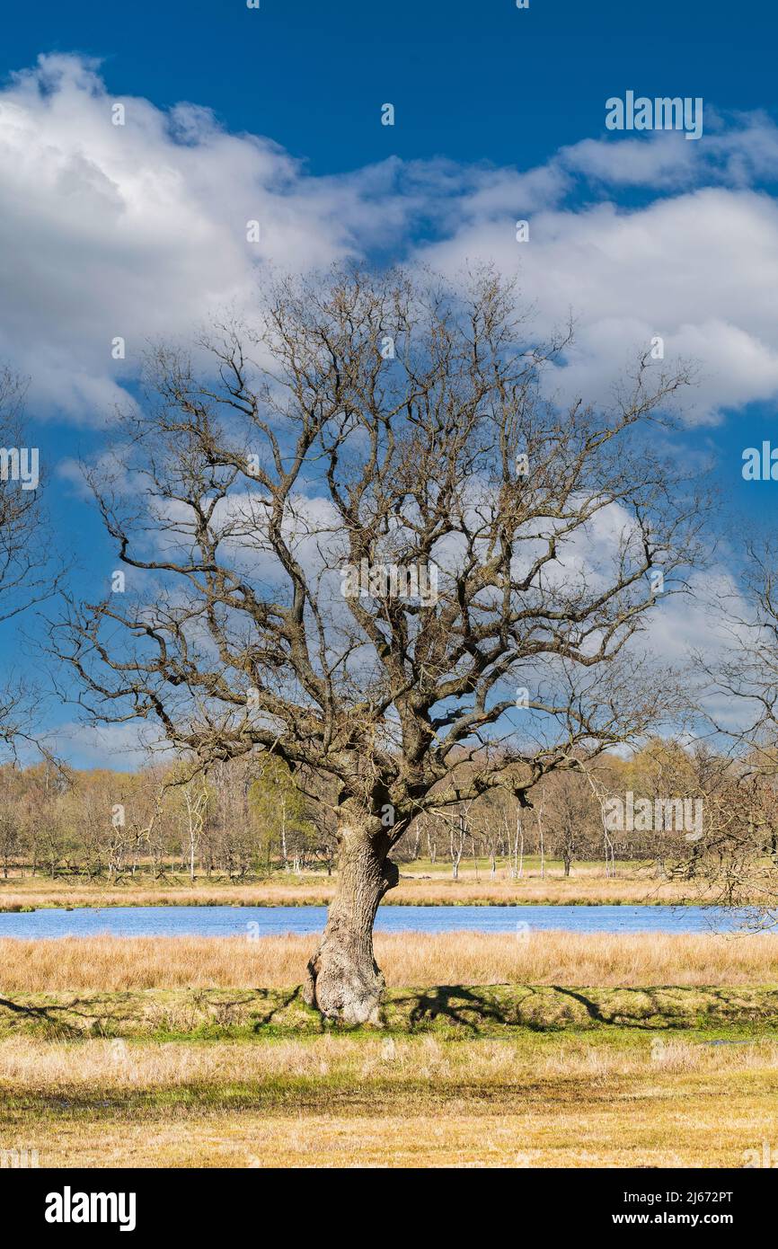 Close up of a mature, leafless oak tree with erratic branches as an ...