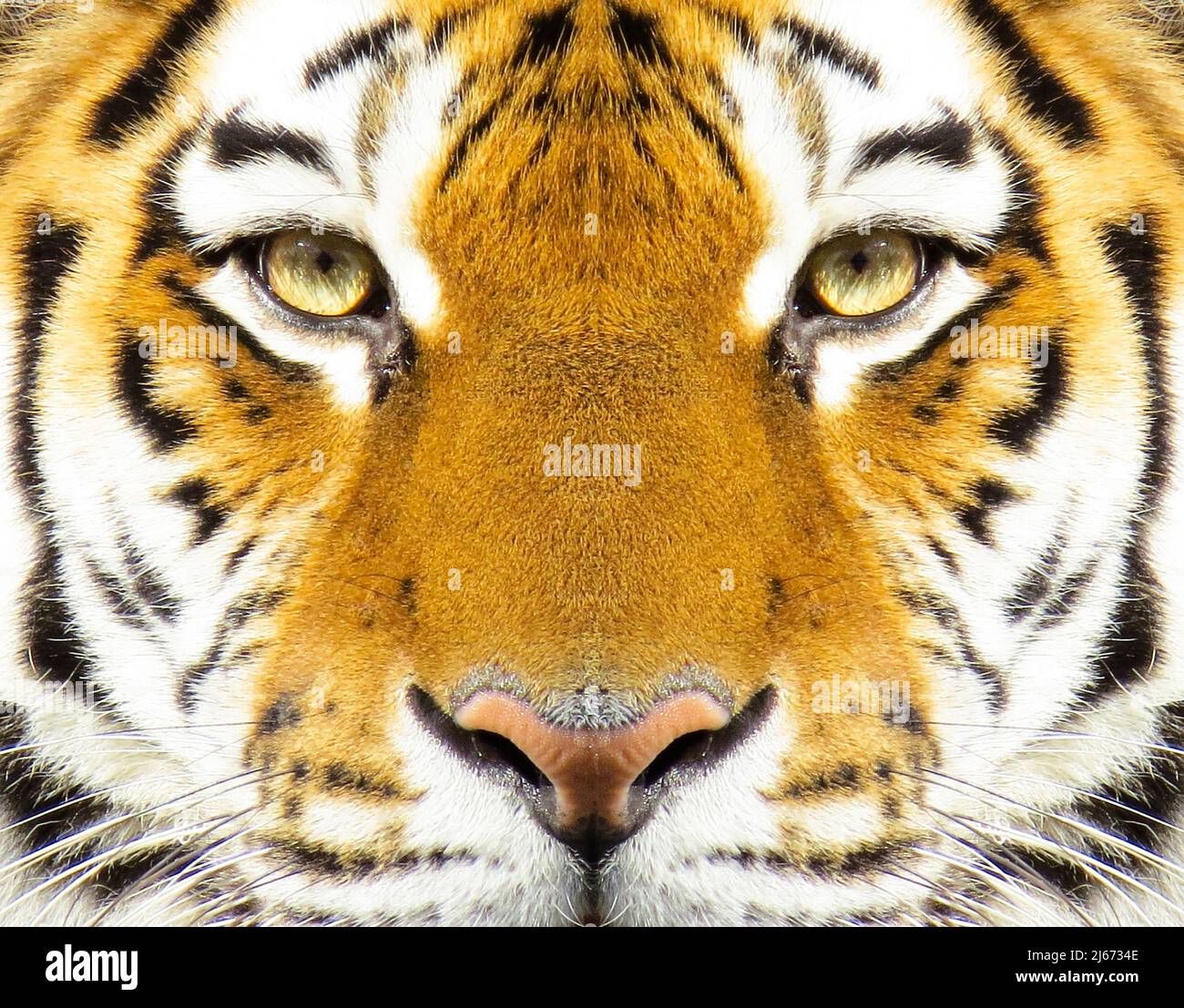 Amur Tigers Tiger Face Amur Tiger Individual Identification Based On