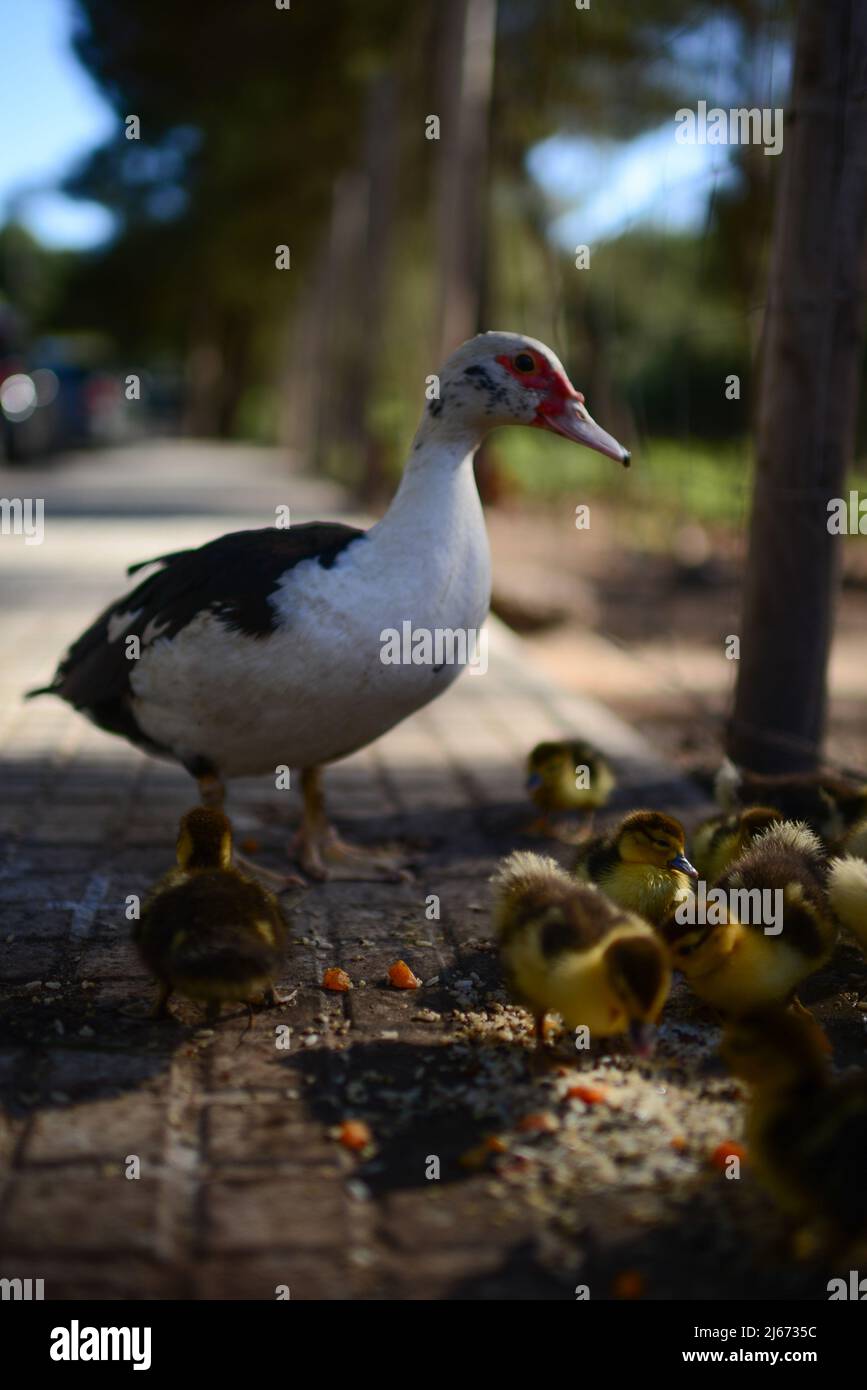 Duck family in the street Stock Photo - Alamy