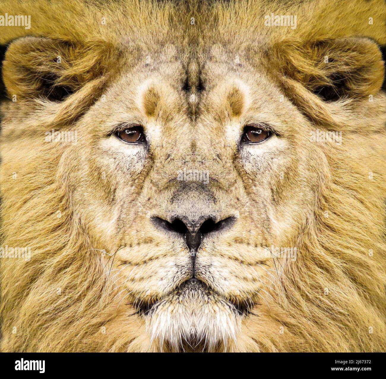 Closeup beautiful portrait of an African Lion Stock Photo - Alamy