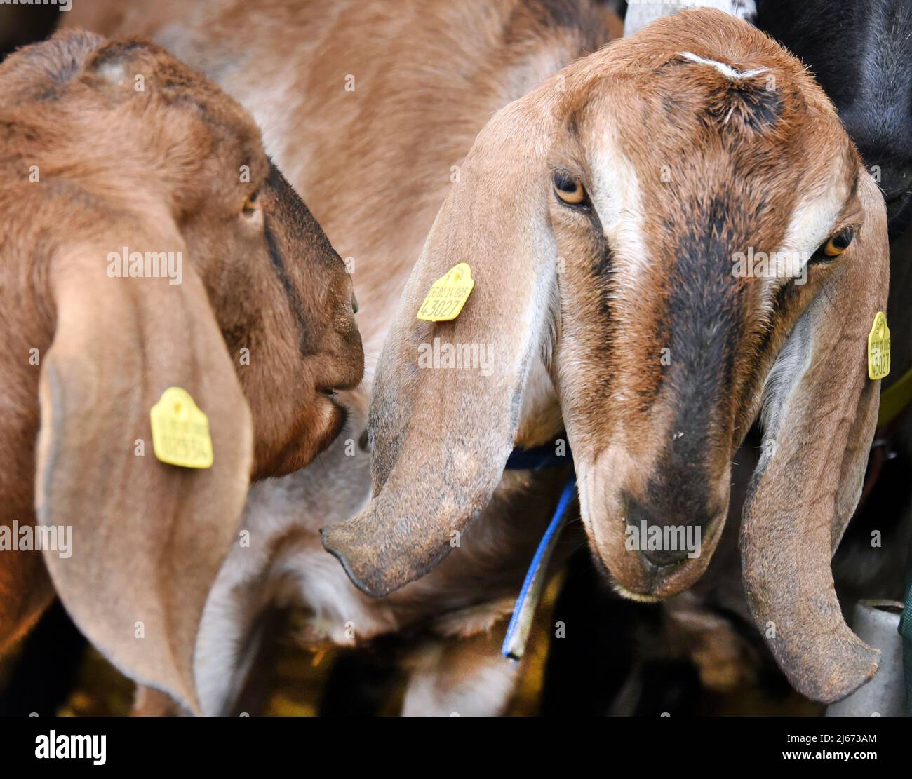 29 March 2022, Saxony, Lichteneichen/ Mügeln: On the organic goat farm ...
