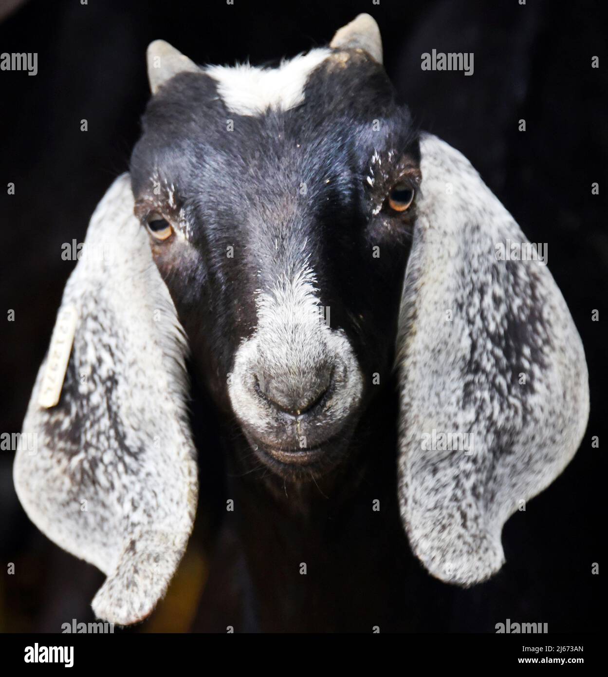 29 March 2022, Saxony, Lichteneichen/ Mügeln: On the organic goat farm ...