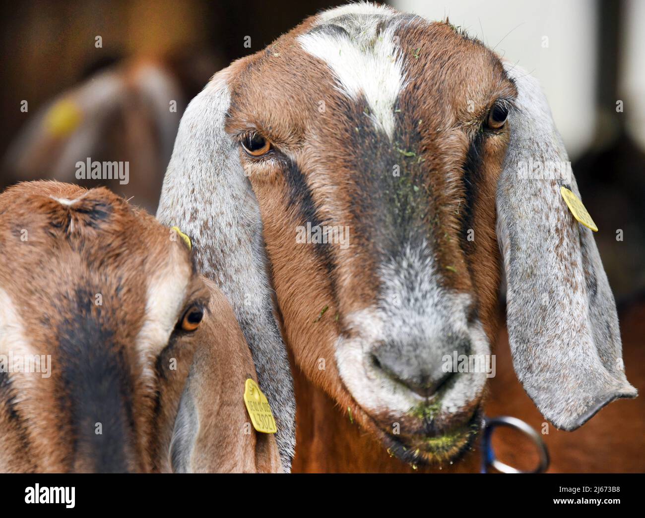 Lichteneichen hi-res stock photography and images - Alamy