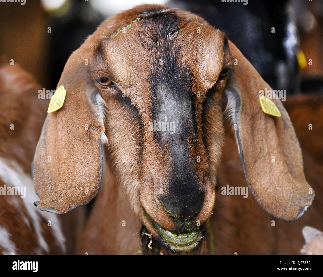 Camprinenhof hi-res stock photography and images - Alamy