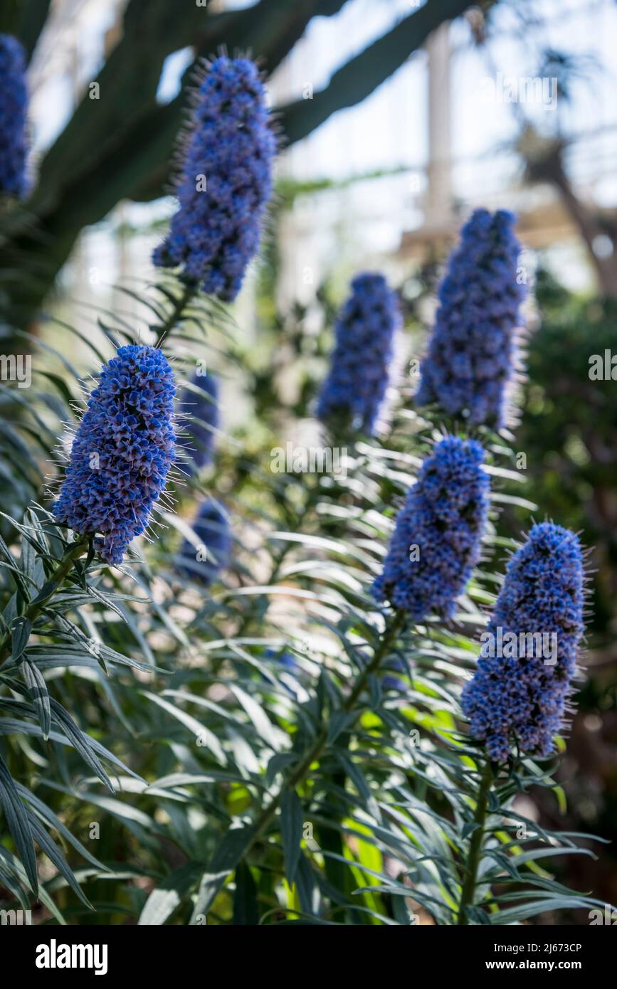 Pride of Madeira, Echium candicans, the pride of Madeira, is a species ...