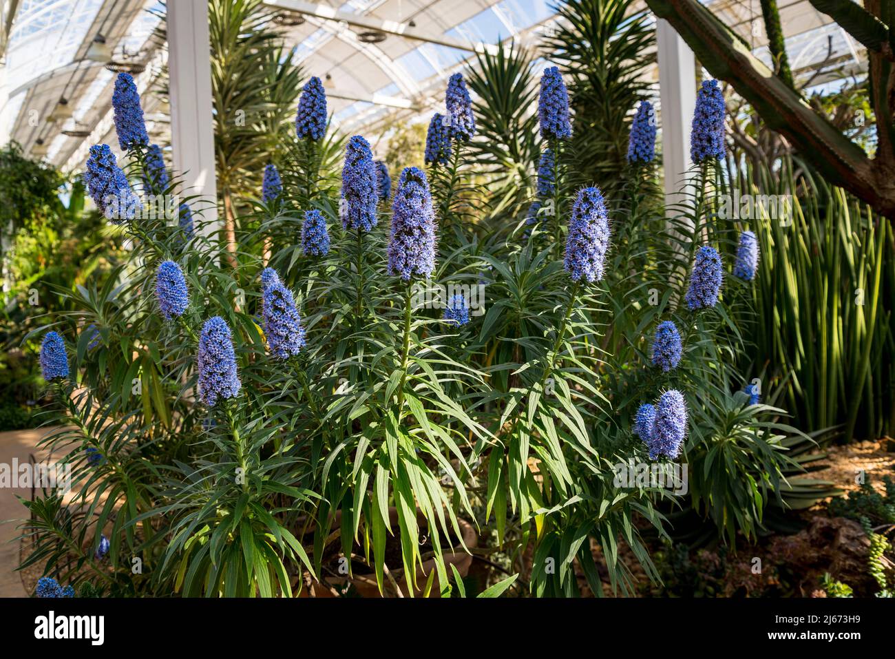 Pride of Madeira, Echium candicans, the pride of Madeira, is a species ...