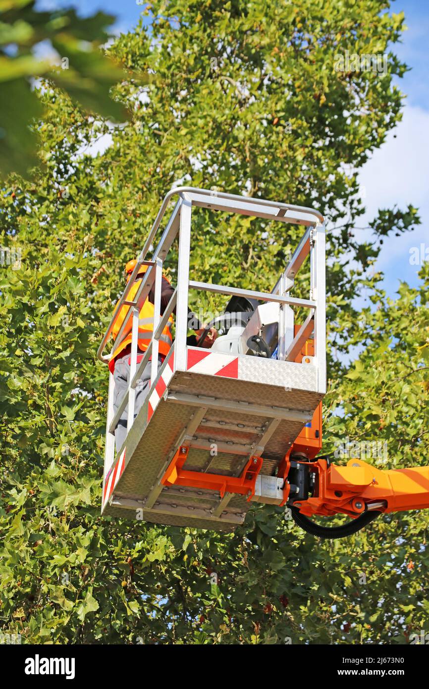 Workers on the working platform during tree cutting or tree maintenance ...
