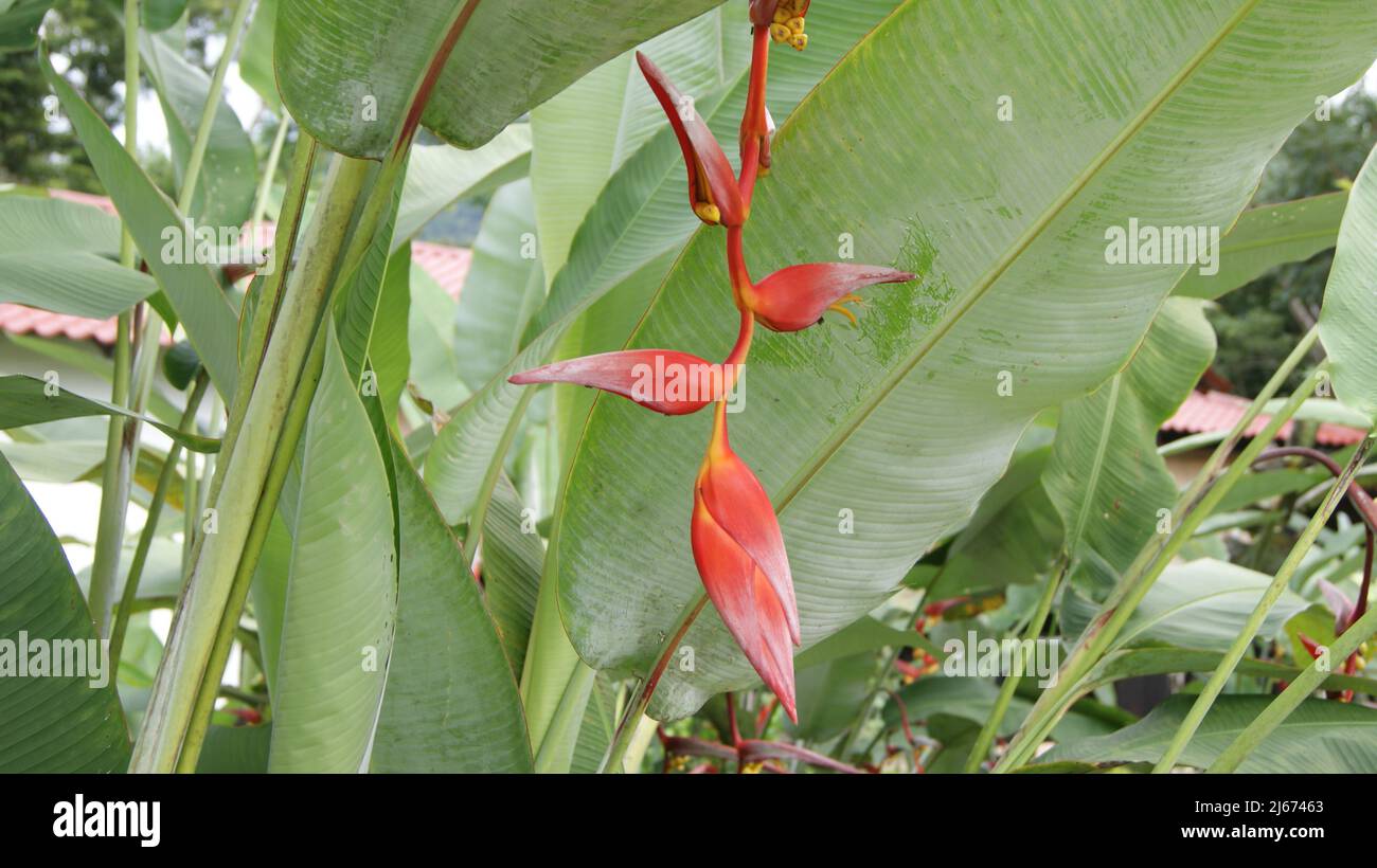 Flora from chiapas mexico hi-res stock photography and images - Alamy