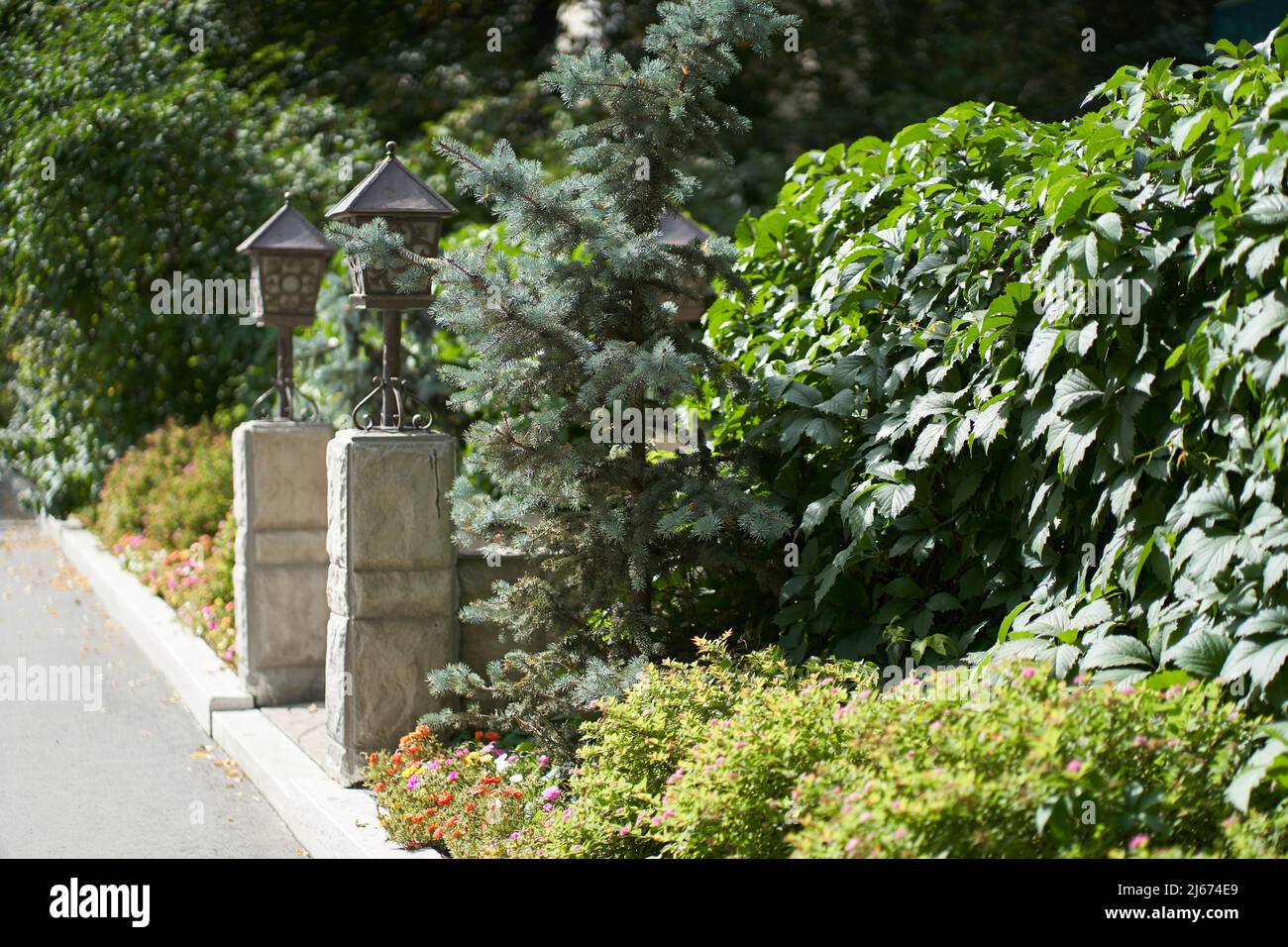 A path along the lawn and a hedge of bushes in the park. Street lights ...