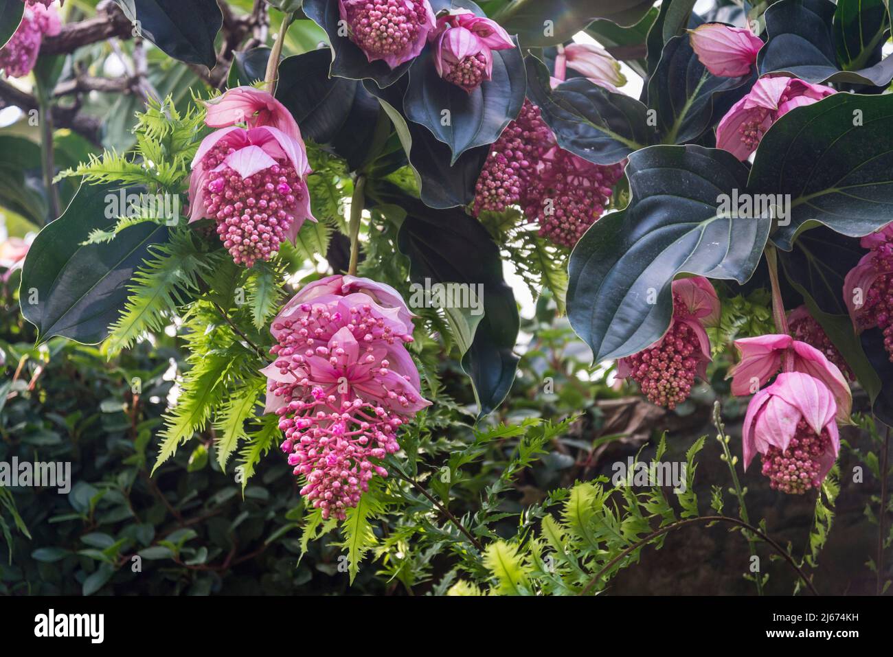 Medinilla magnifica, the showy medinilla or rose grape is a species of ...