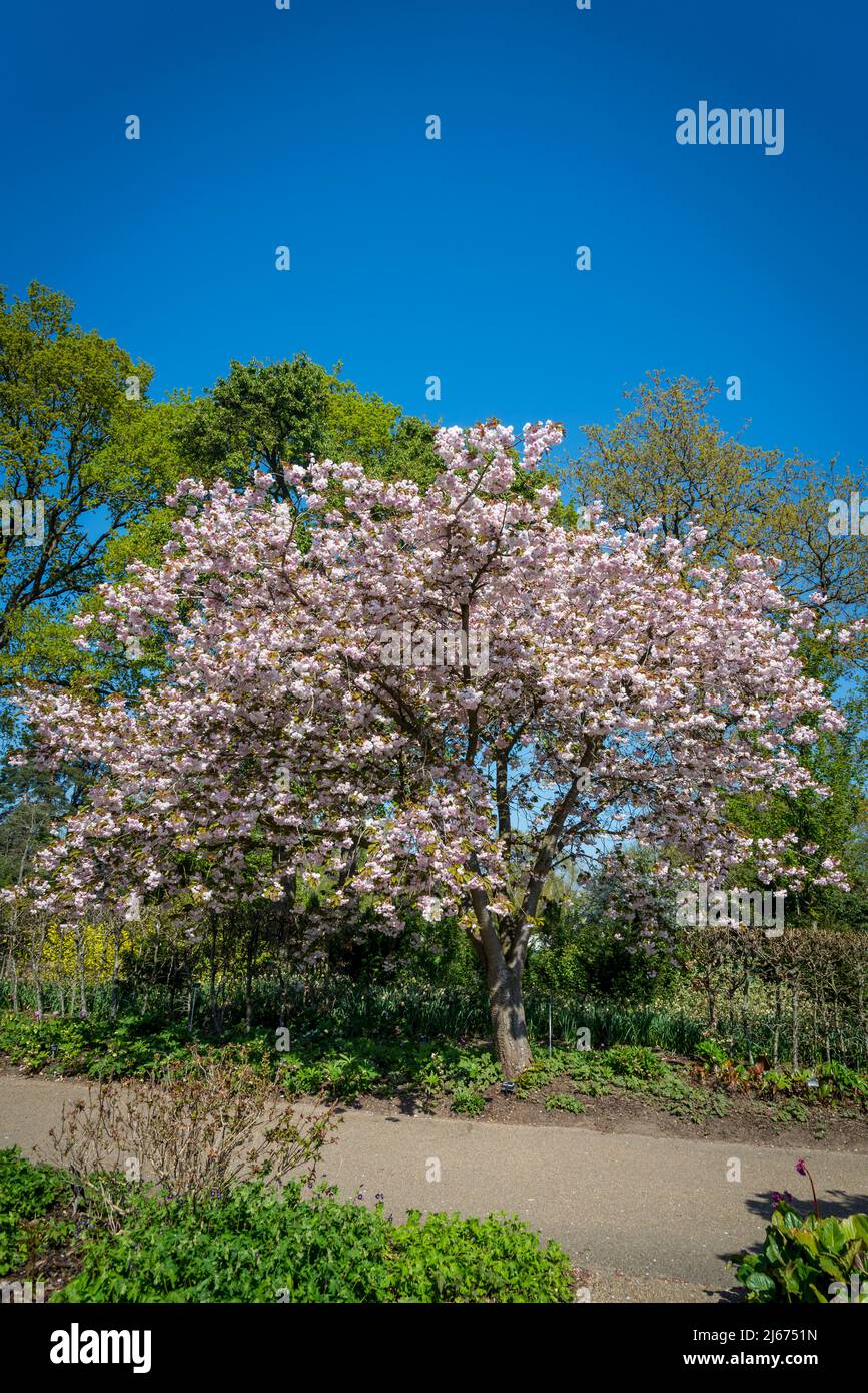 Flowering cherry tree with large double white fragrant flowers and ...