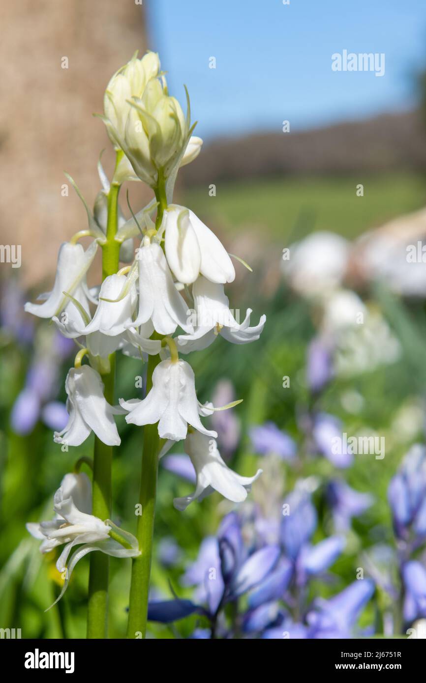 Close up of a white Spanish bluebell (hyacinthoides hispanica) flower ...