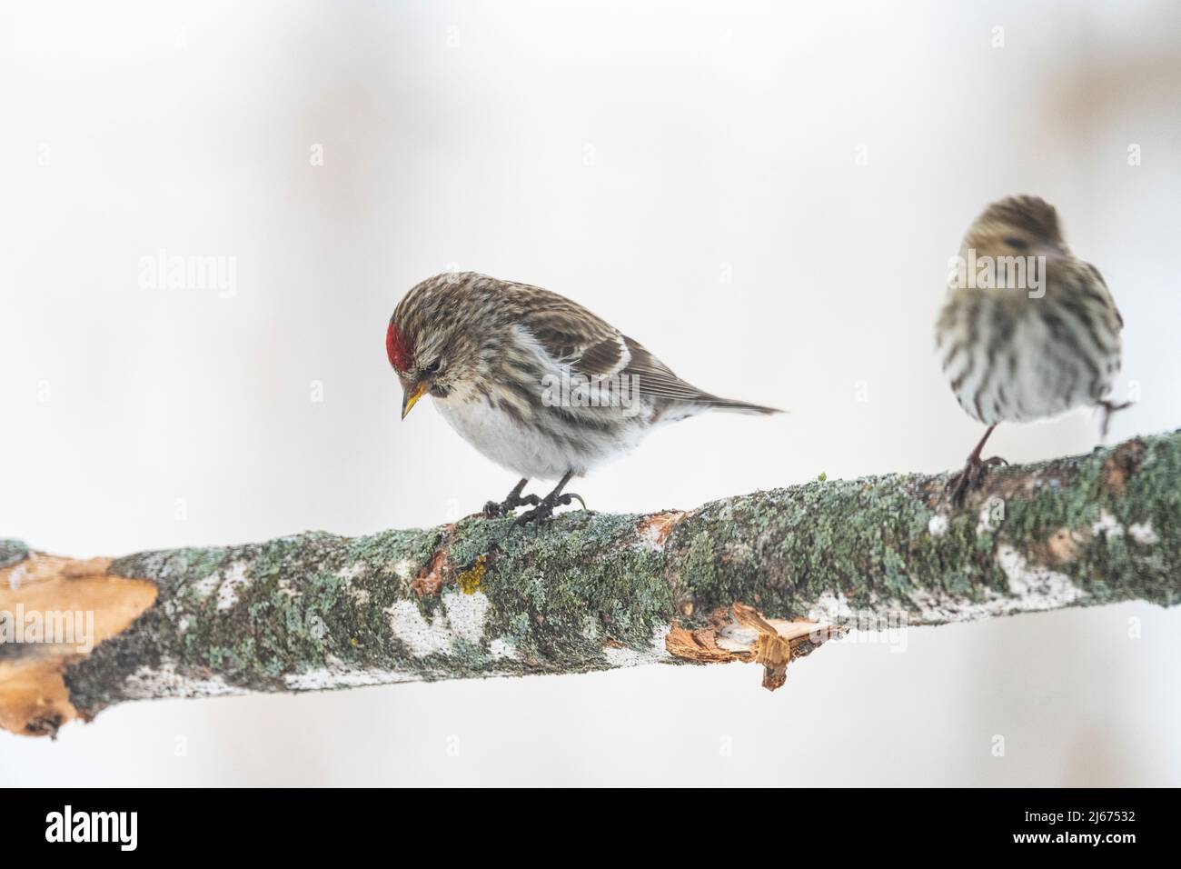 Male and female common redpolls hi-res stock photography and images - Alamy