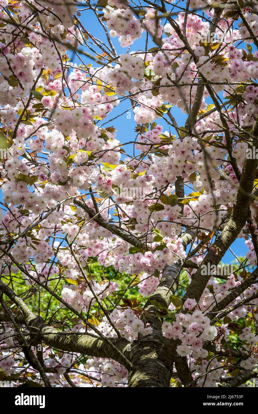 Flowering cherry tree with large double white fragrant flowers and ...