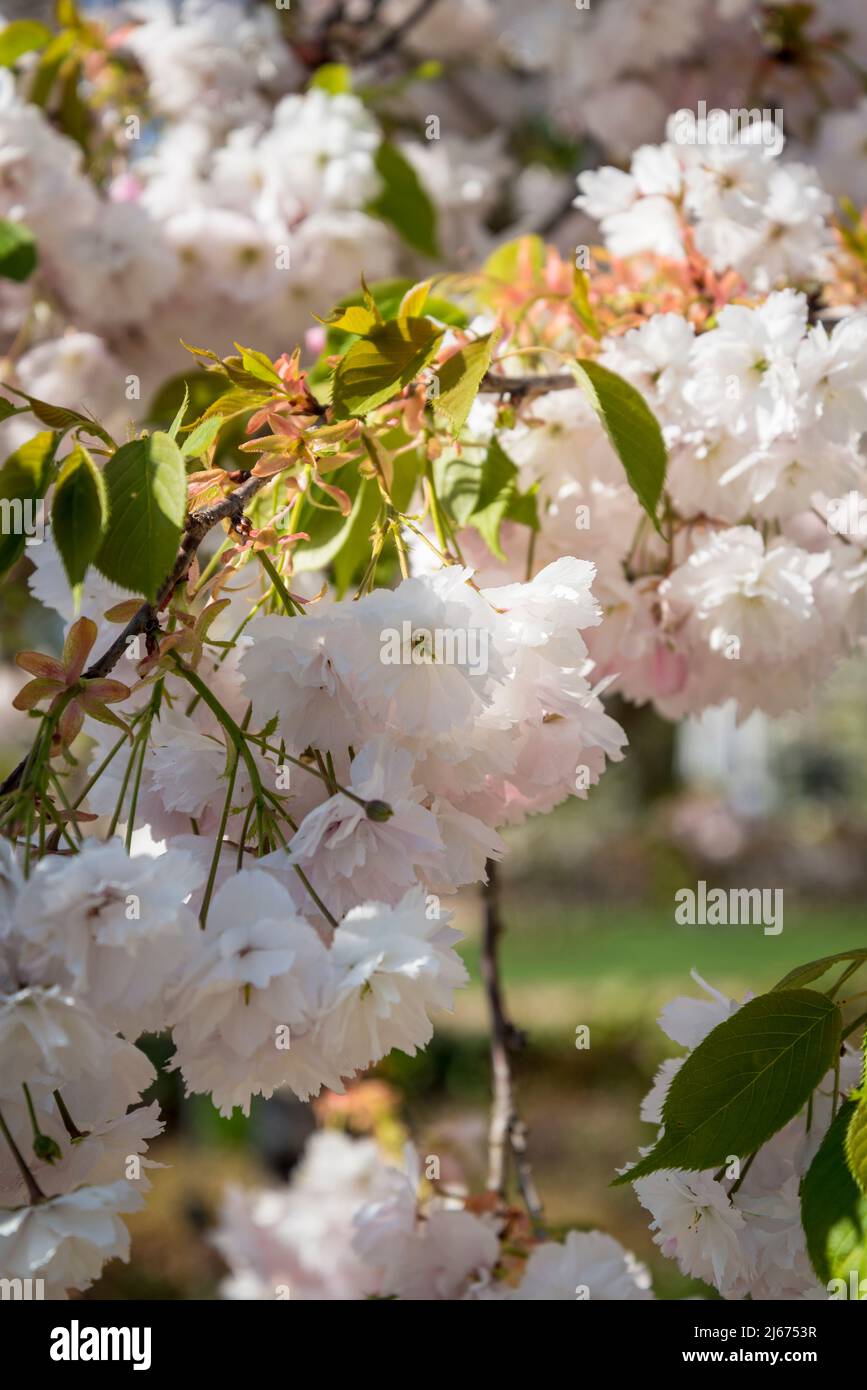 Flowering cherry tree, Prunus 'Shogetsu' Stock Photo - Alamy