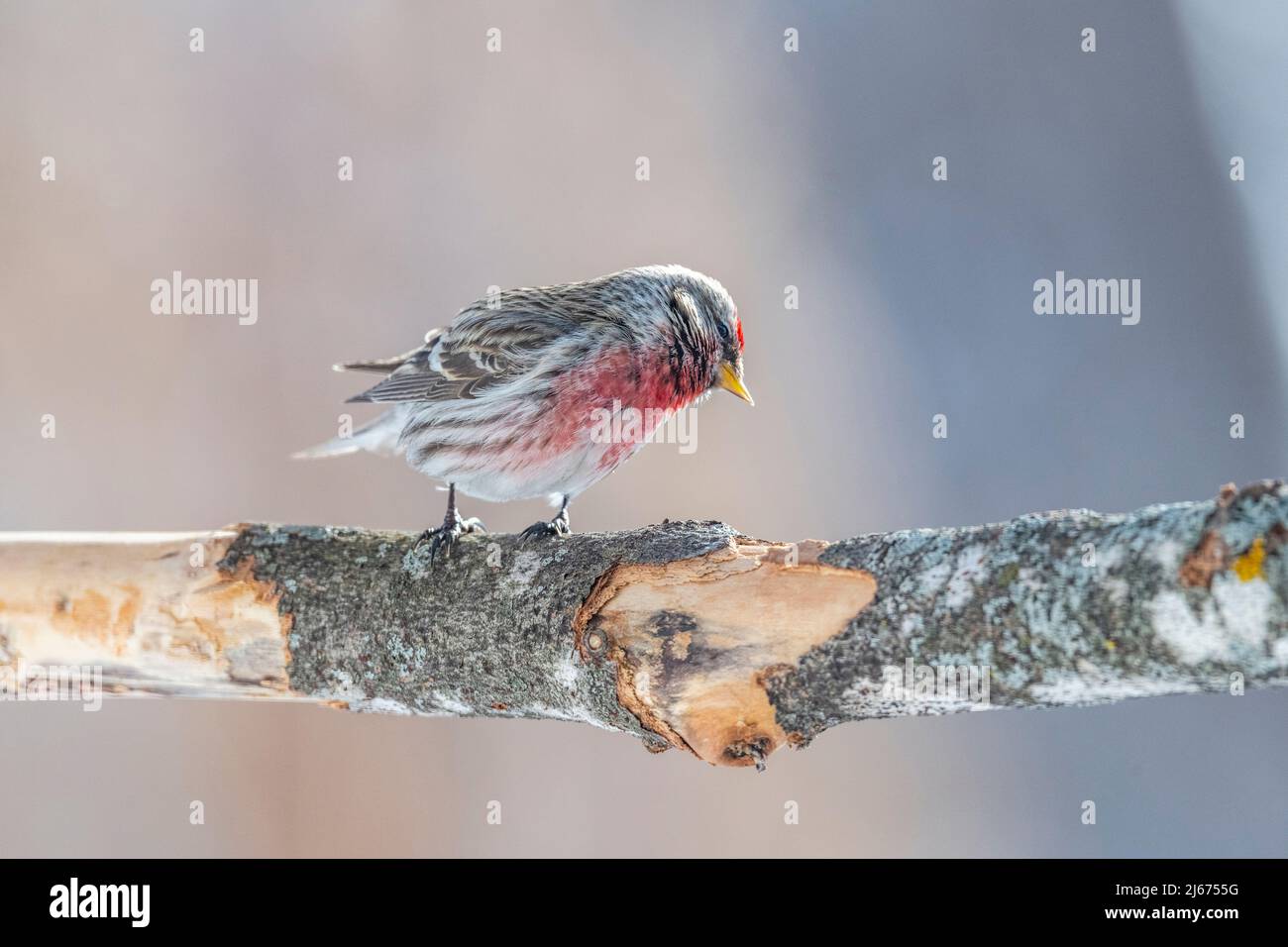 Male and female common redpolls hi-res stock photography and images - Alamy