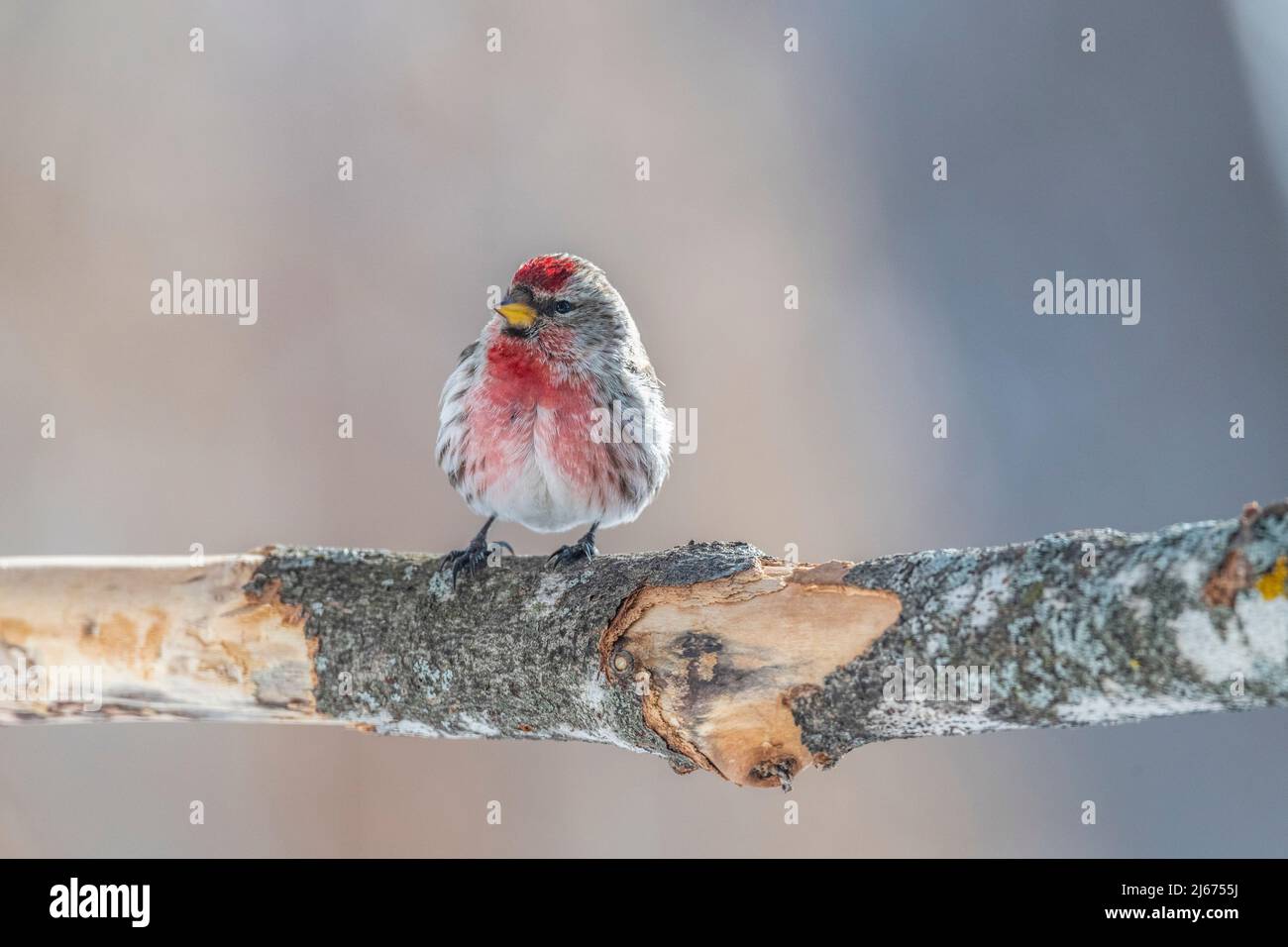 Male and female common redpolls hi-res stock photography and images - Alamy