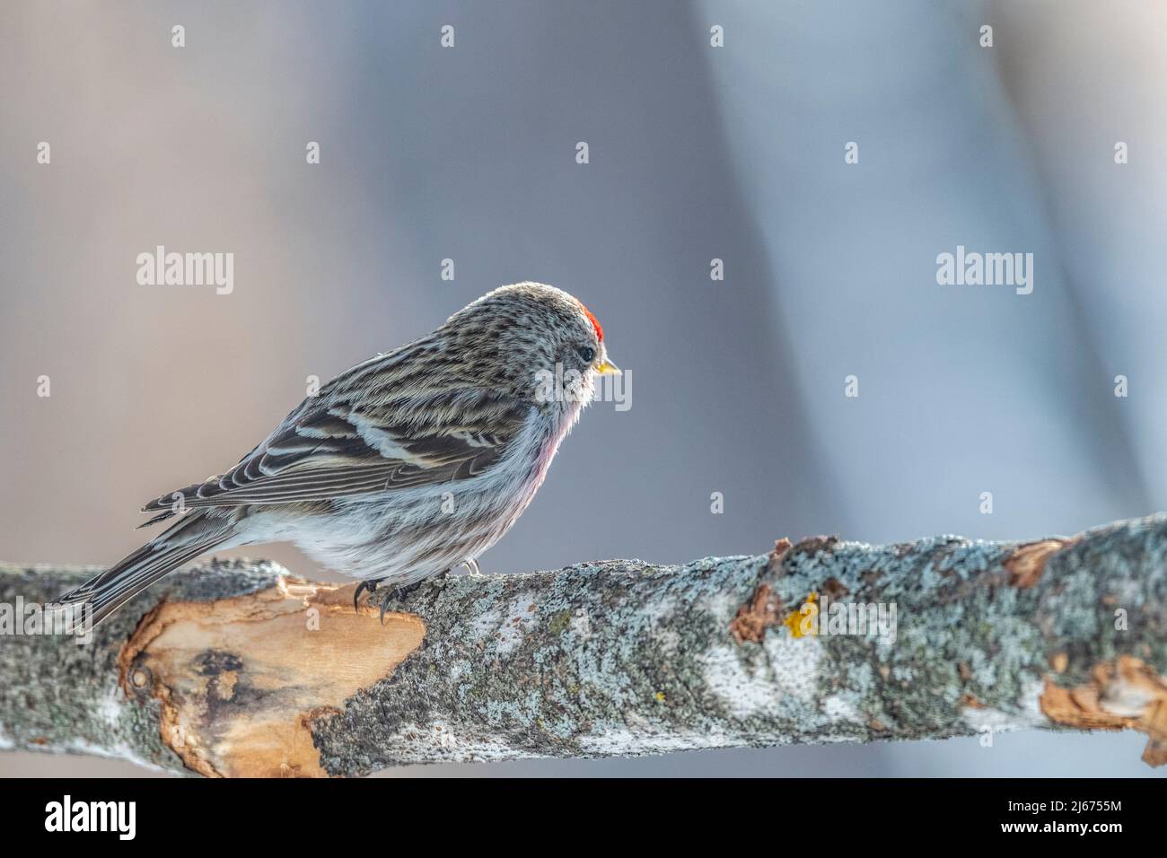 Male and female common redpolls hi-res stock photography and images - Alamy
