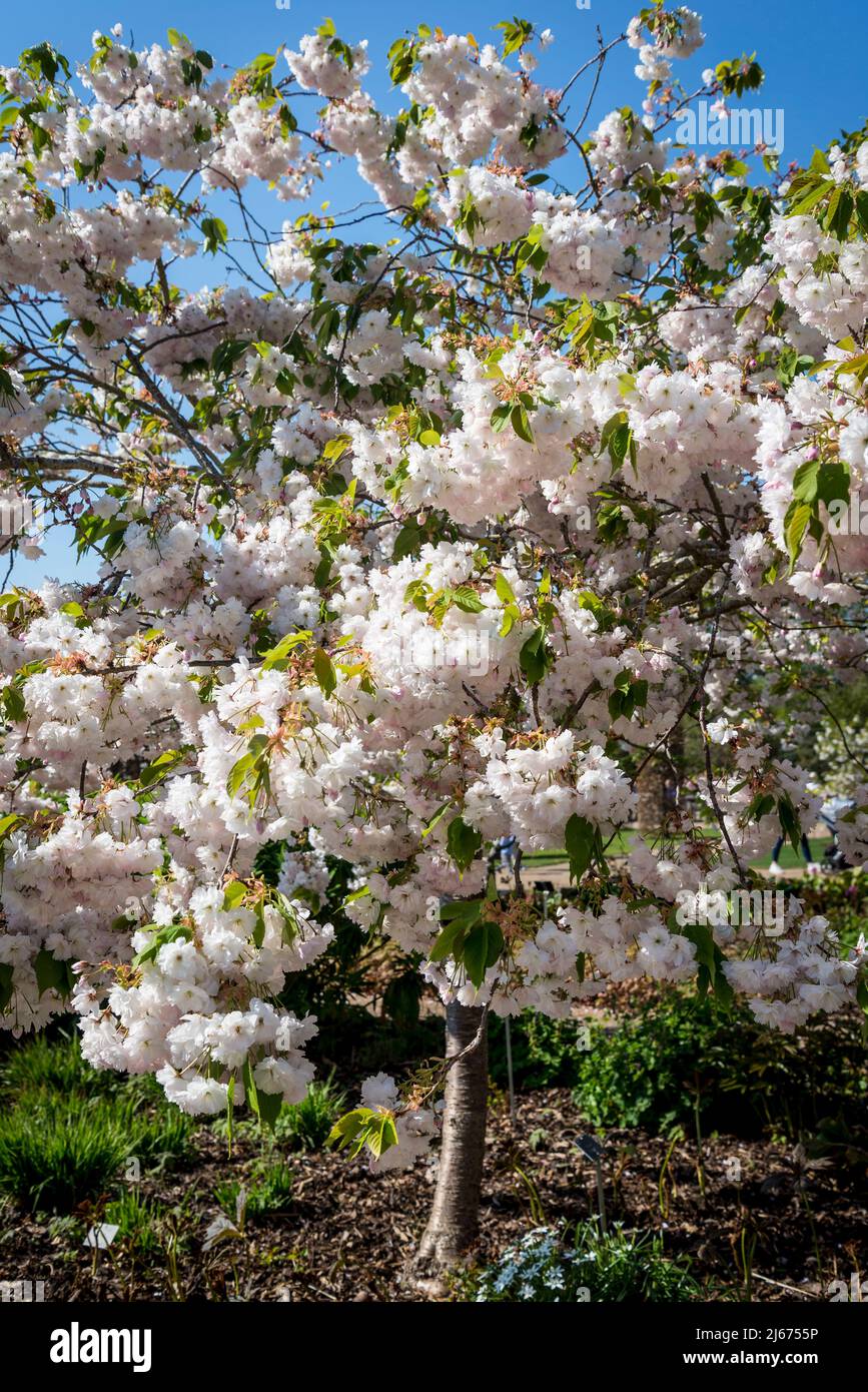 Flowering cherry tree, Prunus 'Shogetsu' Stock Photo - Alamy