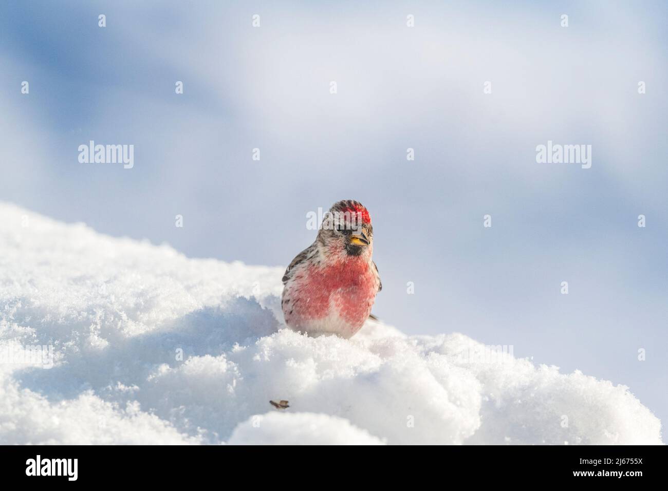 Male and female common redpolls hi-res stock photography and images - Alamy