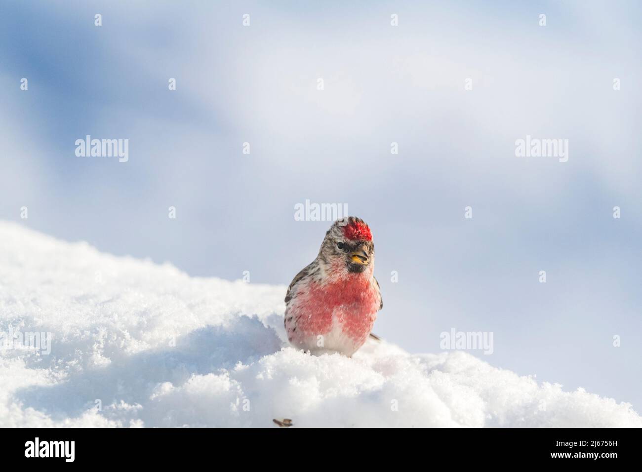 Male and female common redpolls hi-res stock photography and images - Alamy