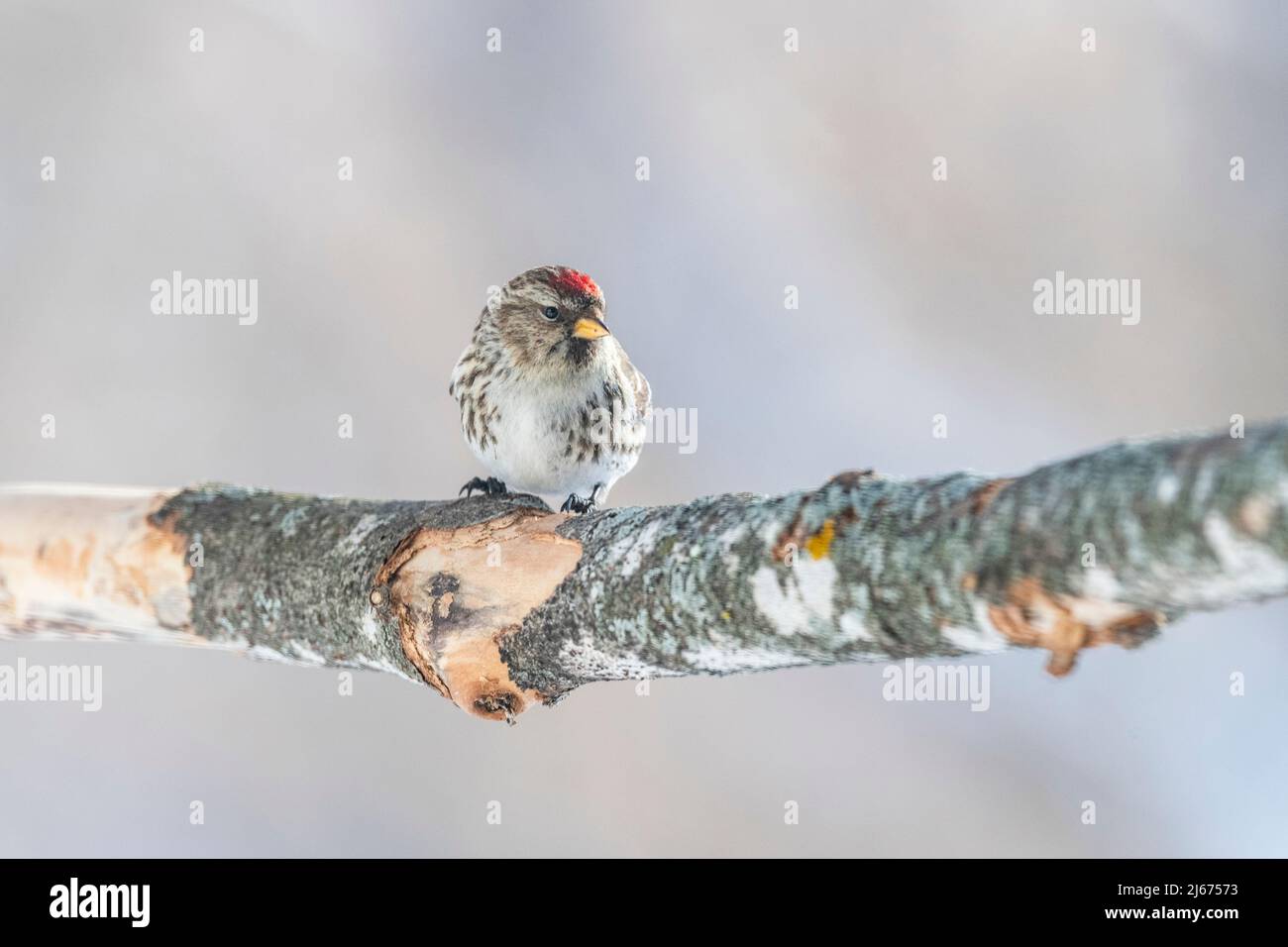 Male and female common redpolls hi-res stock photography and images - Alamy