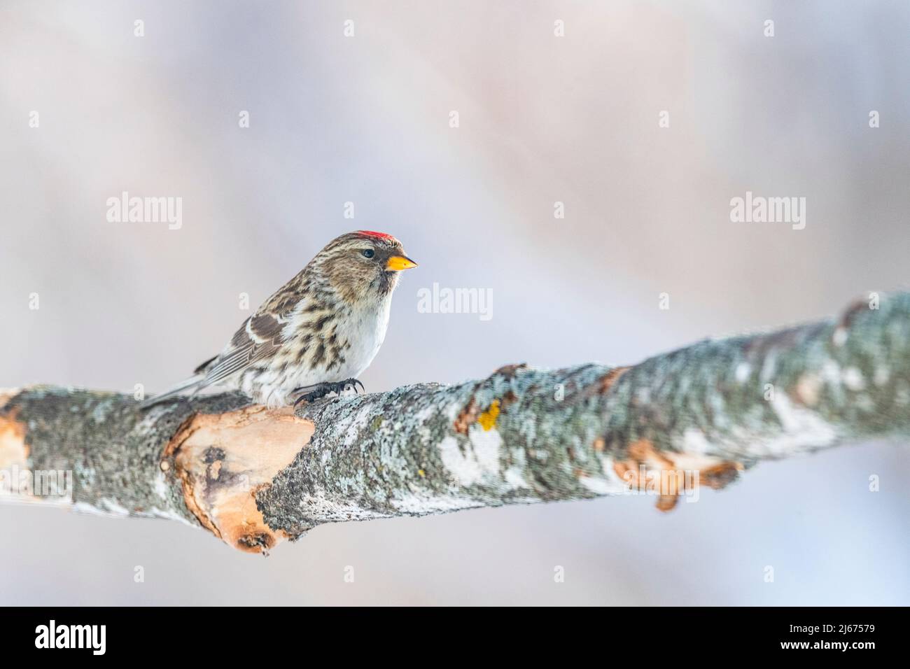 Male and female common redpolls hi-res stock photography and images - Alamy