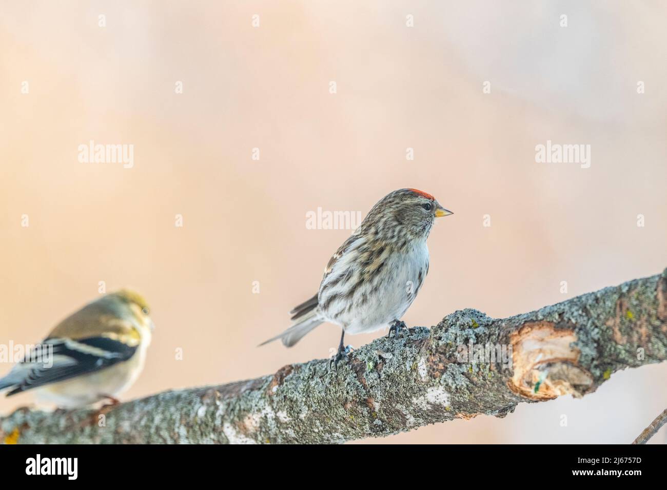 Male and female common redpolls hi-res stock photography and images - Alamy