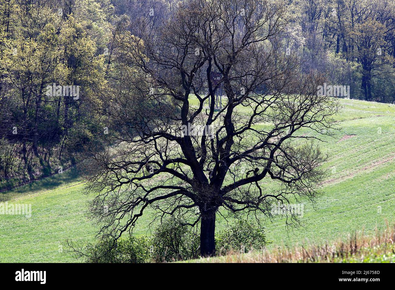 A solitaire oak tree in the fields, a forest in the background Stock ...