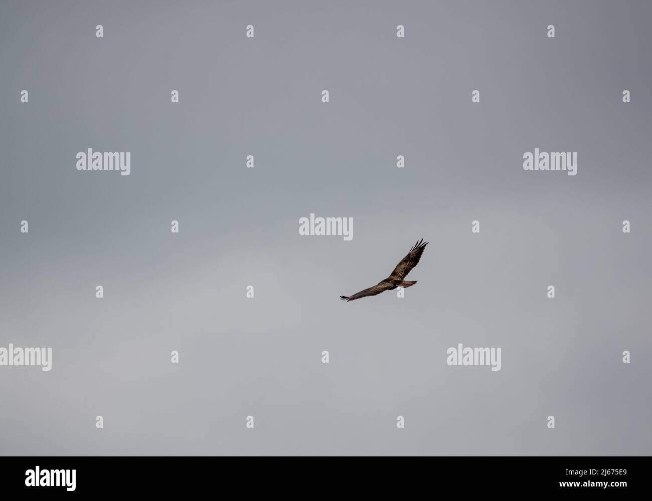 a buzzard (Buteo buteo) gliding in a spring sky Stock Photo - Alamy
